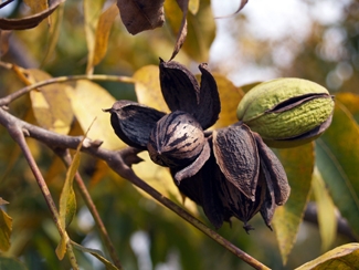 Hardy Native Northern Pecans • Young Type 1 & 2 Pecan Trees