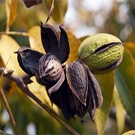 Type 2 Pecan Trees | Type 1 Pecan Trees | Northern Pecans | Willis Orchards
